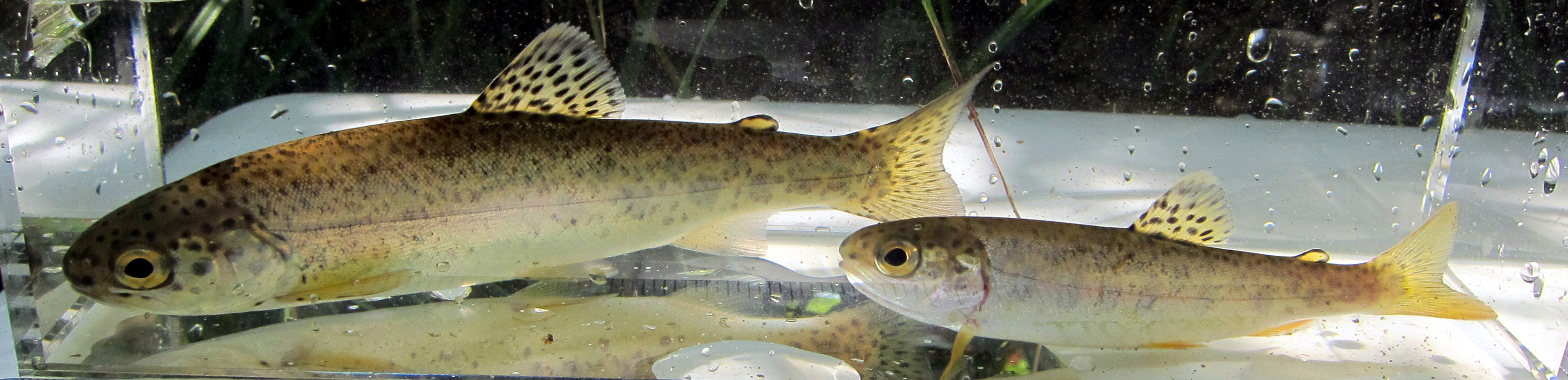 Steelhead Monitoring